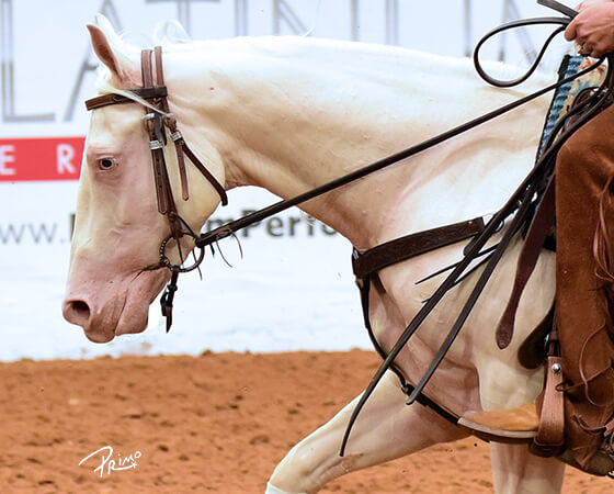 San Juan Ranch - Performance Quarter Horses